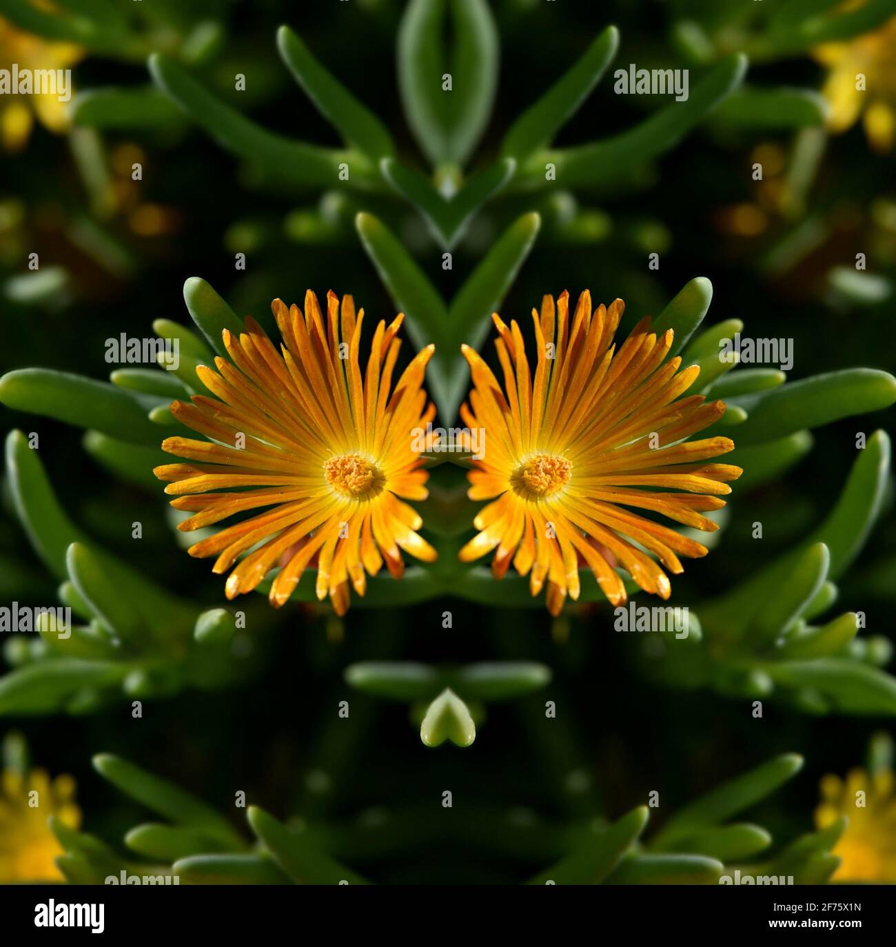 Lampranthus aurantiacus (Granita Orange Ice Plant) a succulent subshrub ...