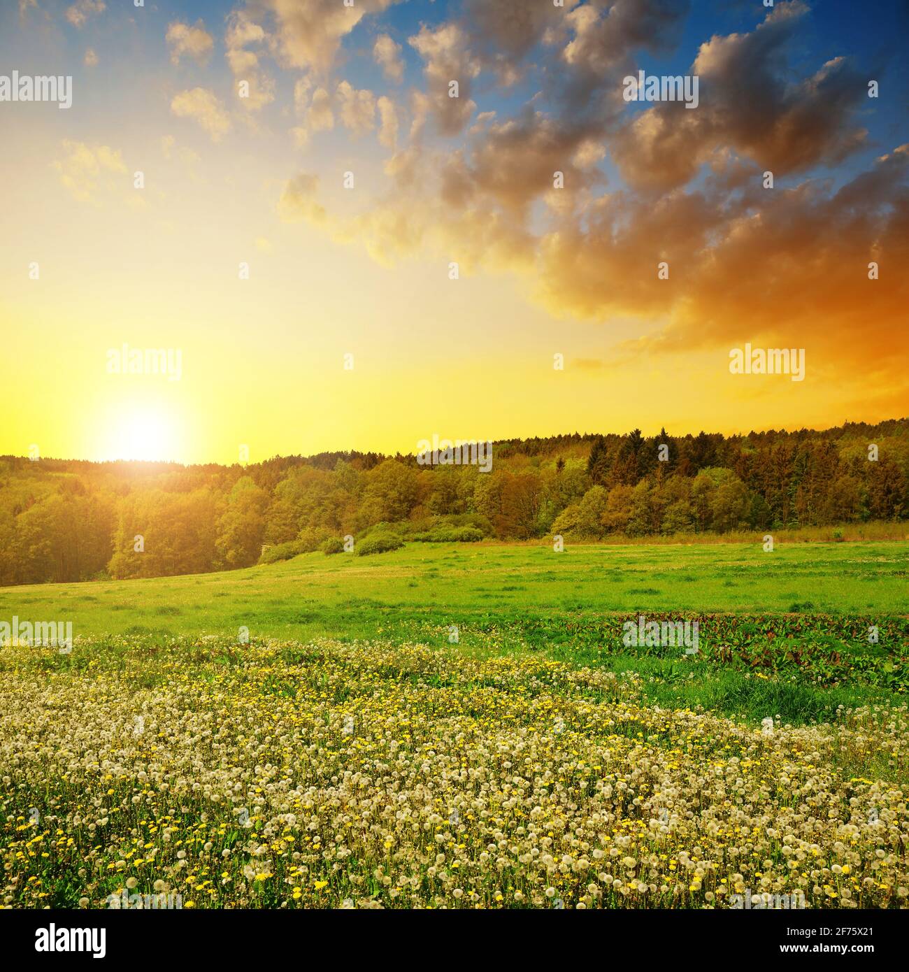 Spring landscape with blooming dandelions on meadow at sunset Stock ...