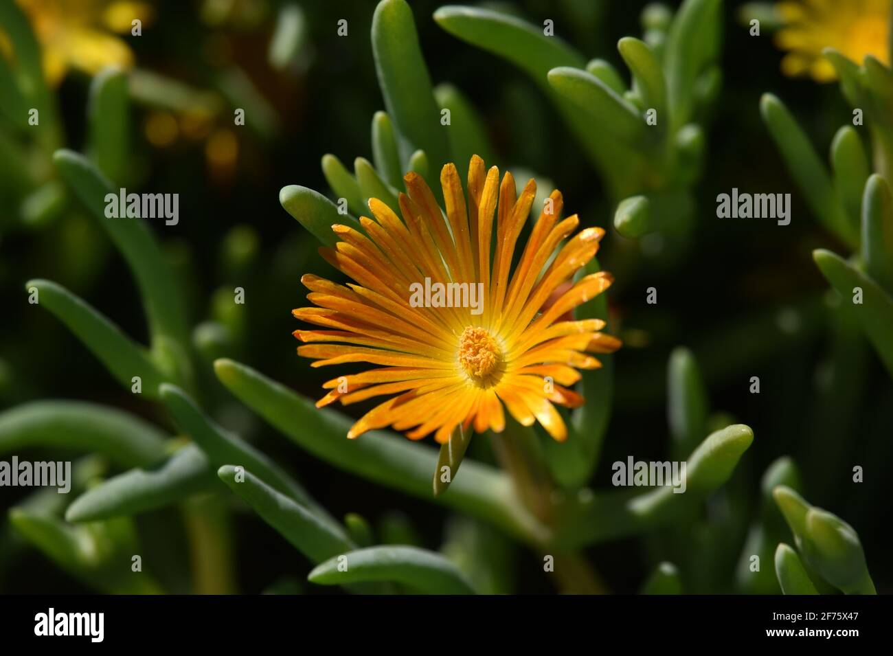 Lampranthus aurantiacus (Granita Orange Ice Plant) a succulent subshrub ...