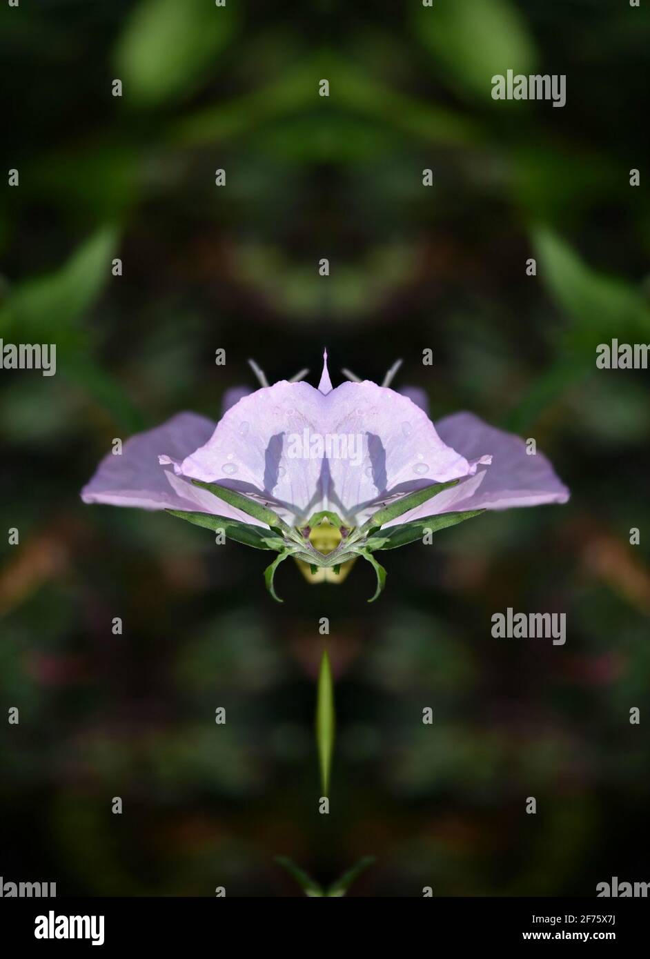 Oenothera speciosa (Pink evening primrose) a native herbaceous ...
