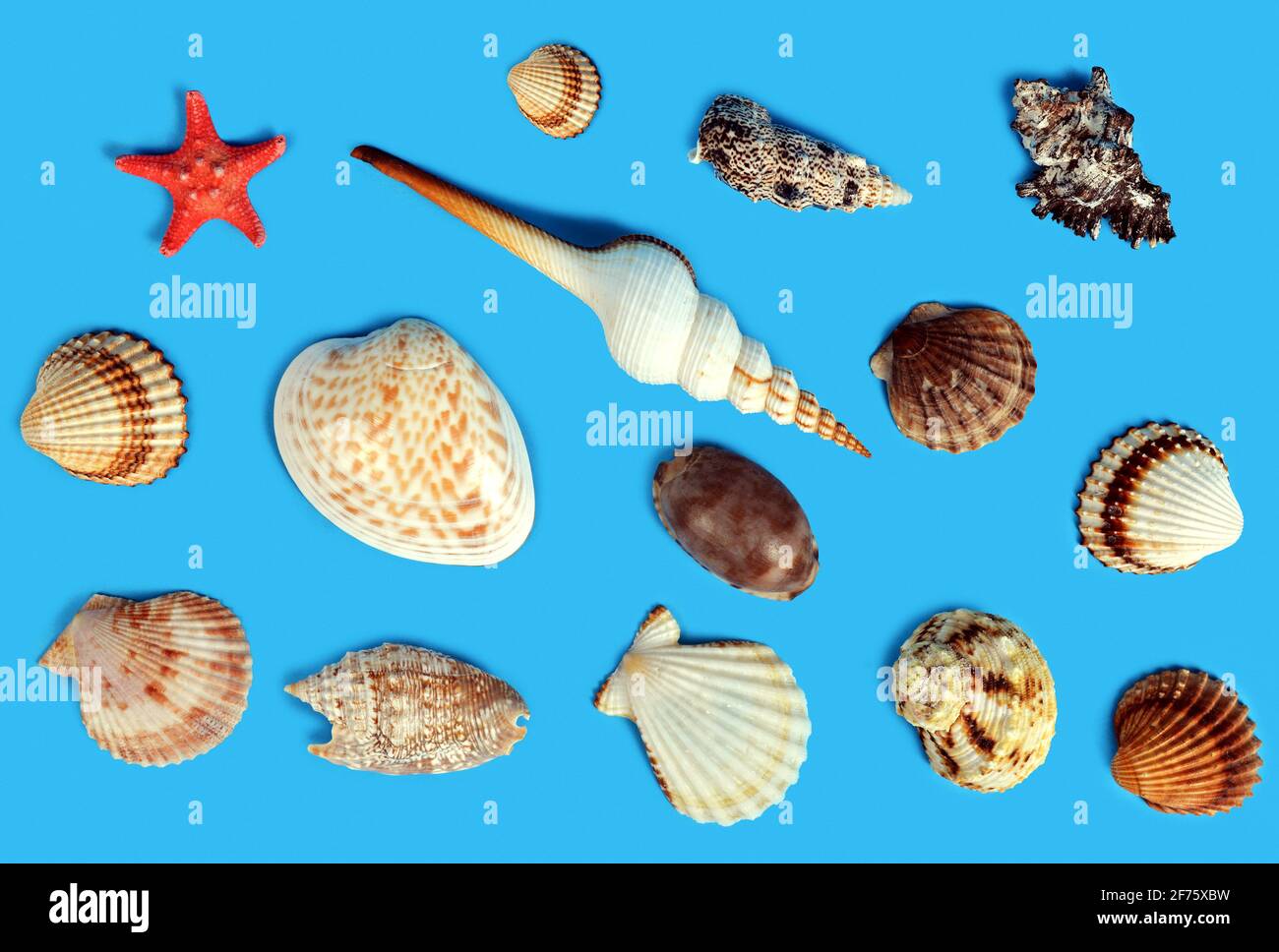 Collection of exotic sea shells and starfish on a blue background. Top ...
