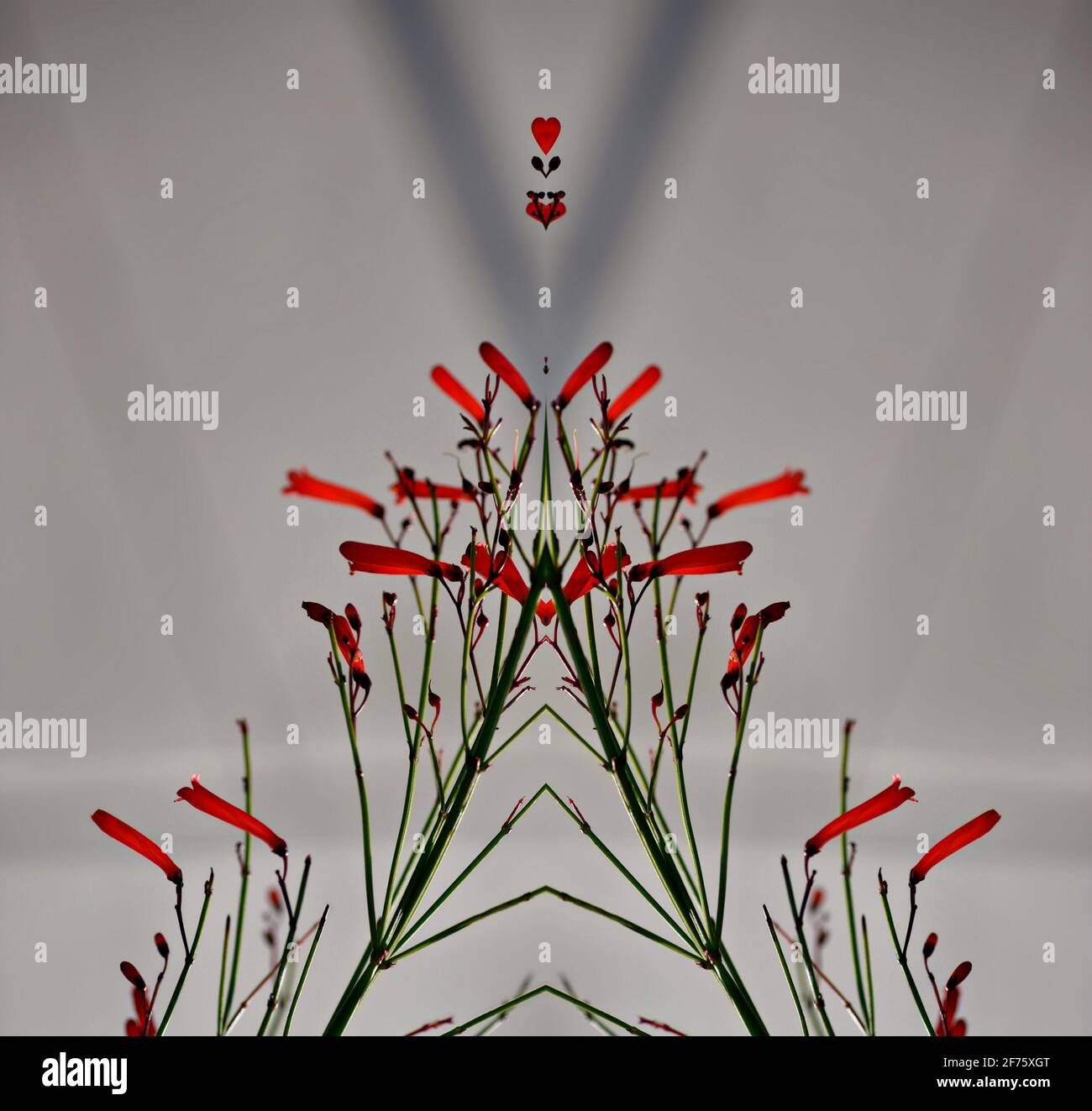 Firecracker fern hi-res stock photography and images - Alamy