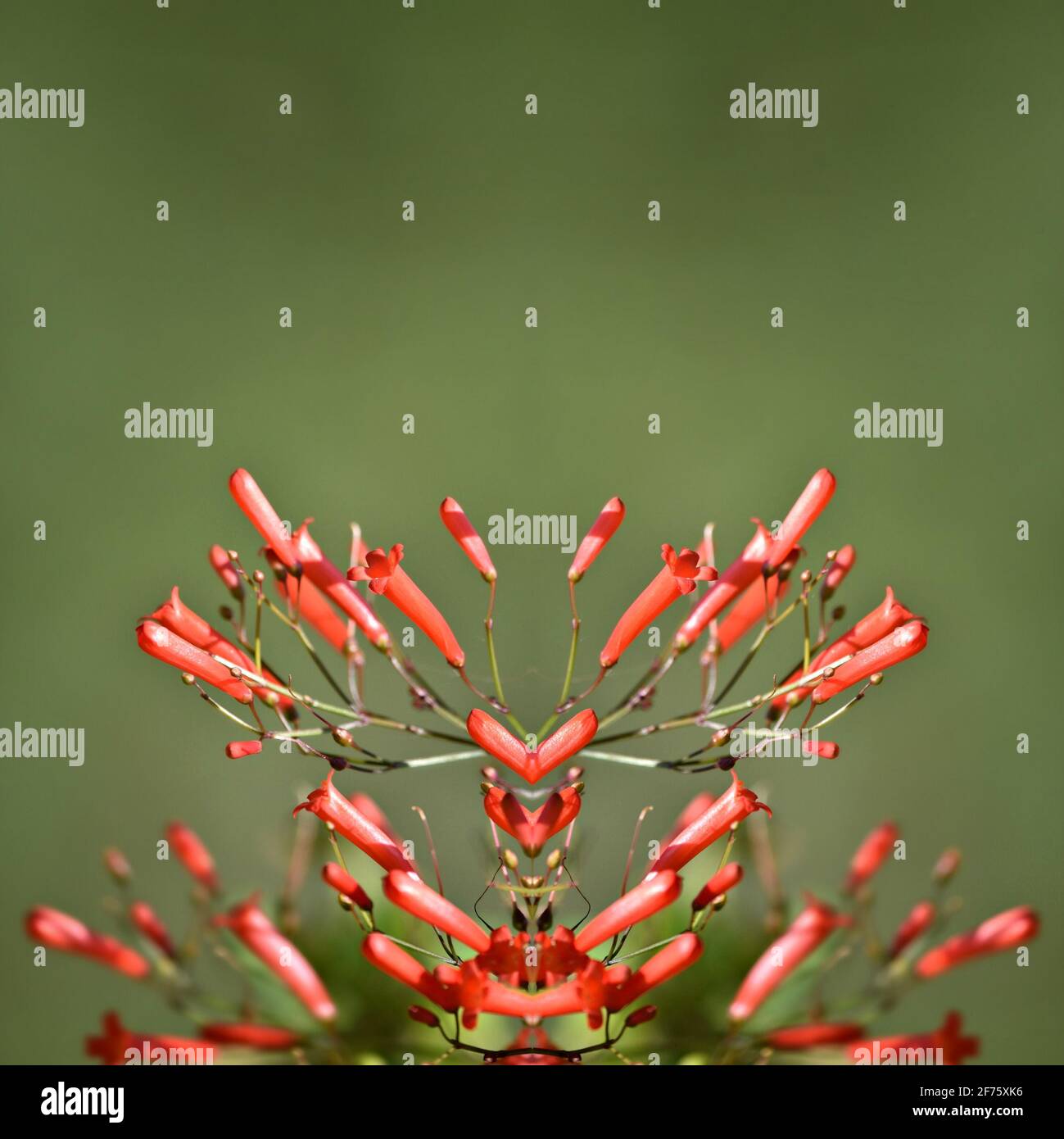 Russelia equisetiformis (Firecracker plant) a native weeping subshrub ...