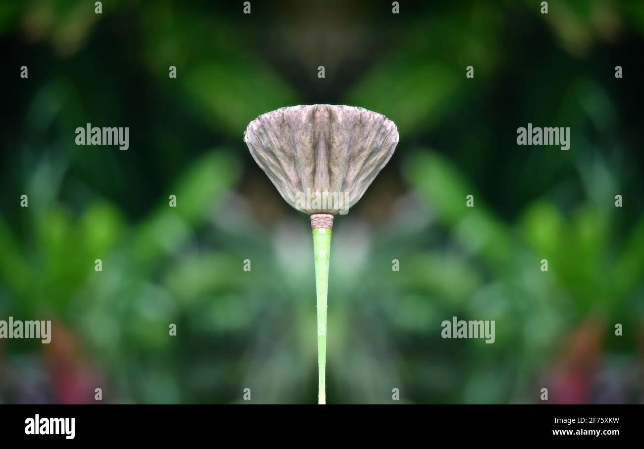 Seed pod morphology hi-res stock photography and images - Alamy