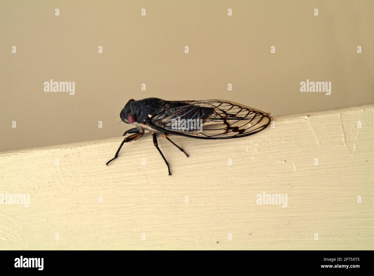 Australia, Cicada- Red Eye Cicada Stock Photo - Alamy