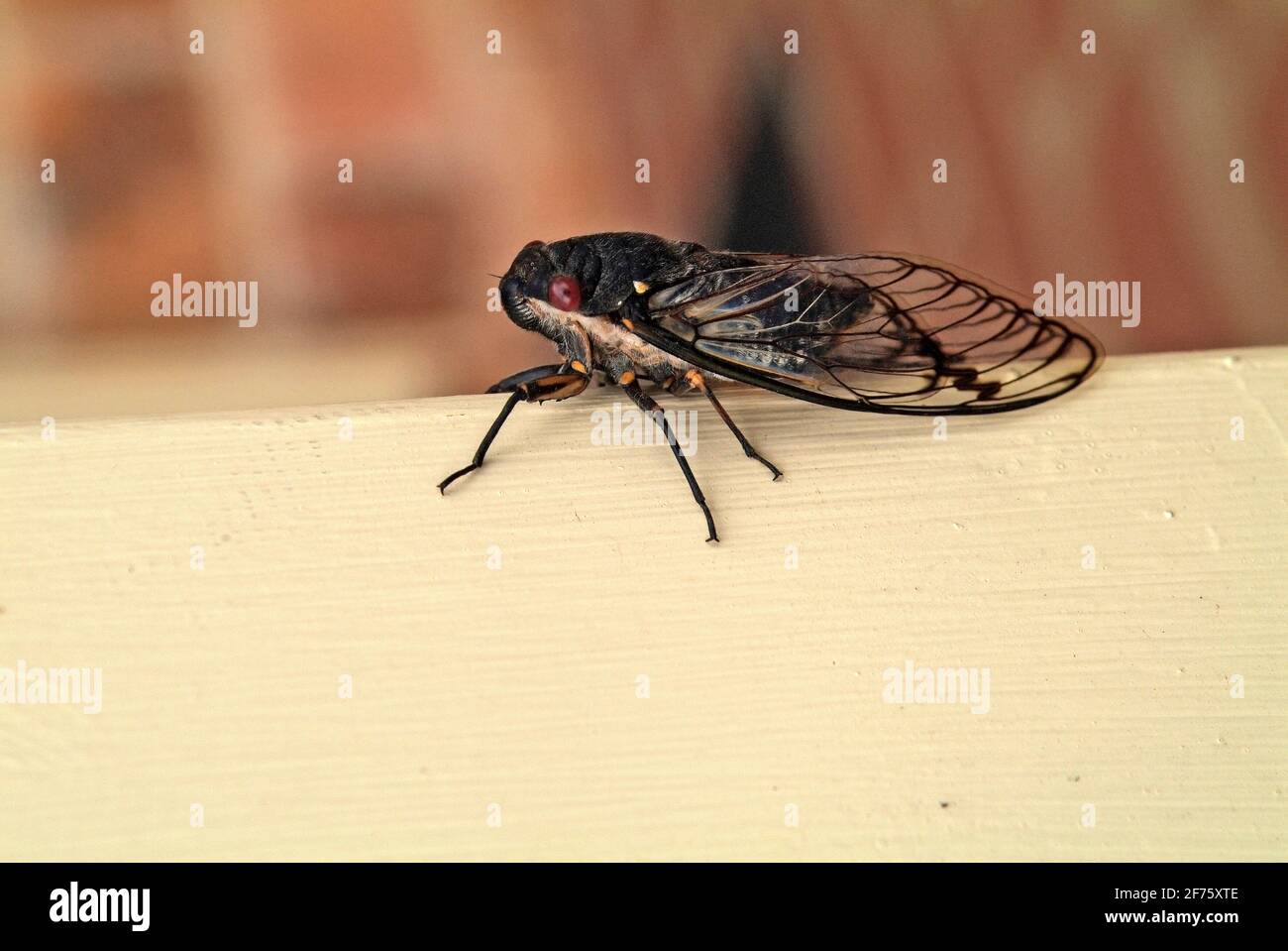 Australia, Cicada- Red Eye Cicada Stock Photo - Alamy