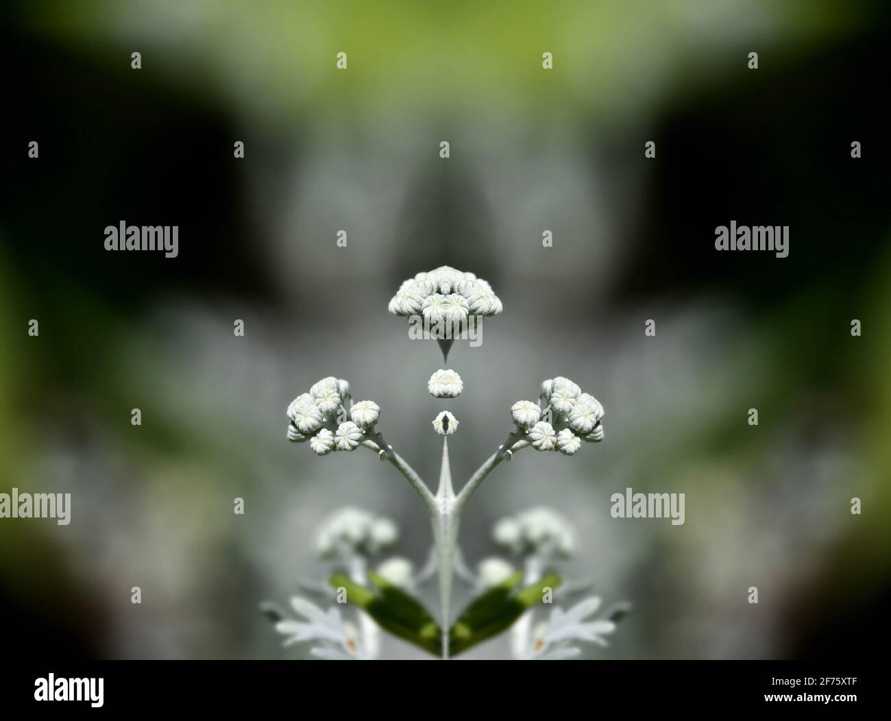 Senecio cineraria (Jacobaea maritima) buds on a natural green ...