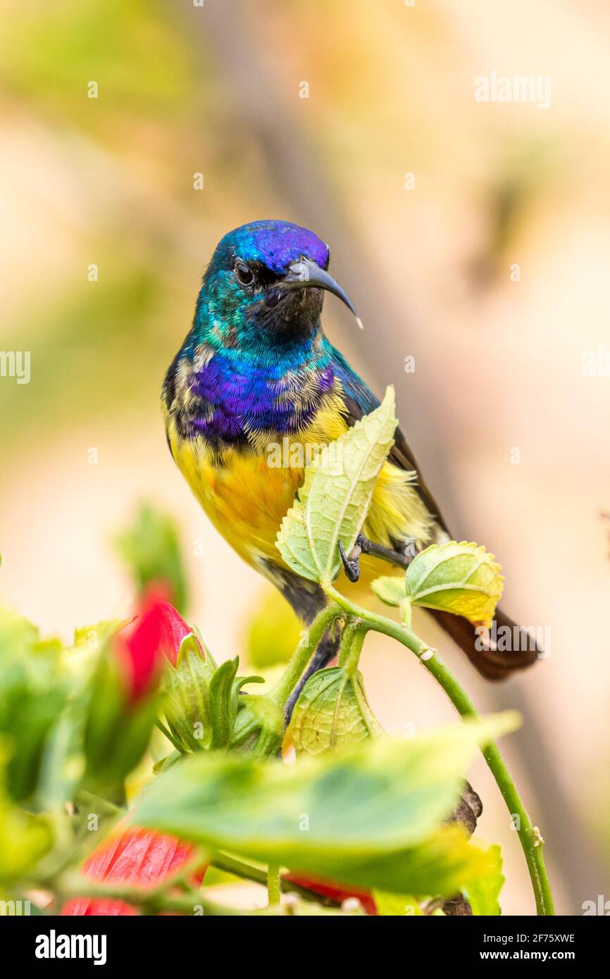 Beautiful sunbird on a hibiscus tree; Uganda Stock Photo - Alamy