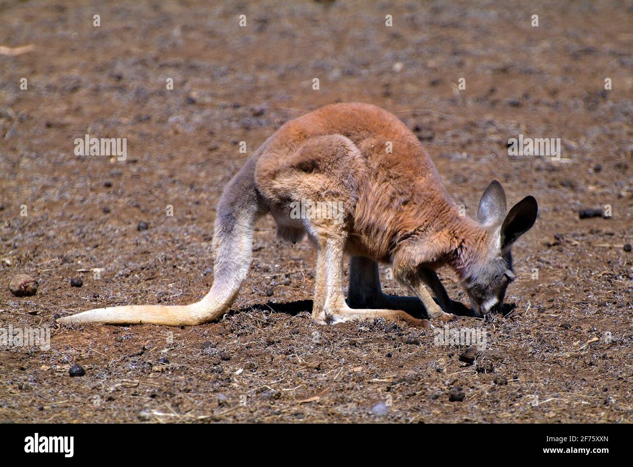 Austria, red kangaroo Stock Photo - Alamy