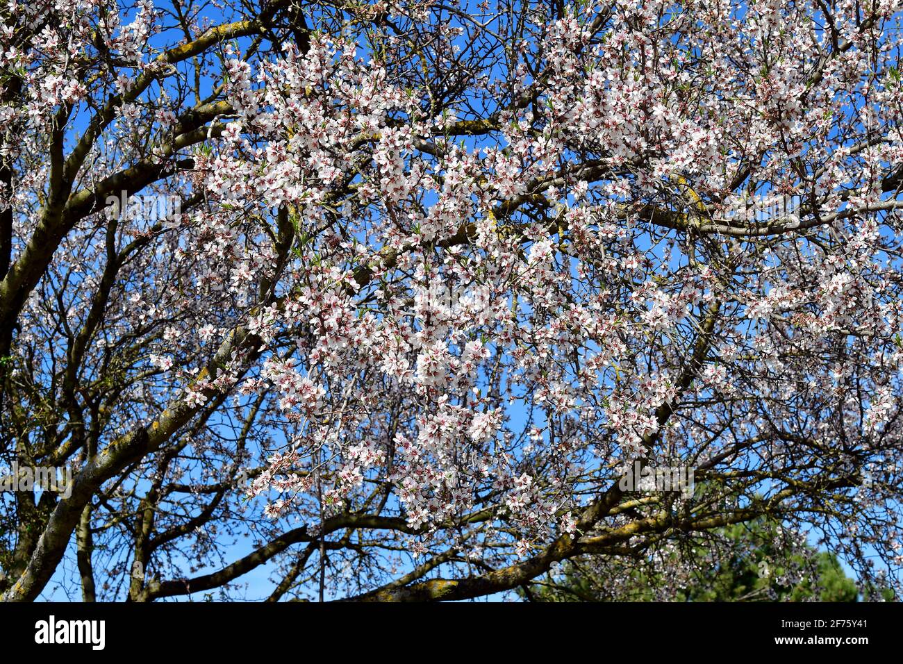 Austria, blooming almond tree in spring, the seeds of the tree are ...