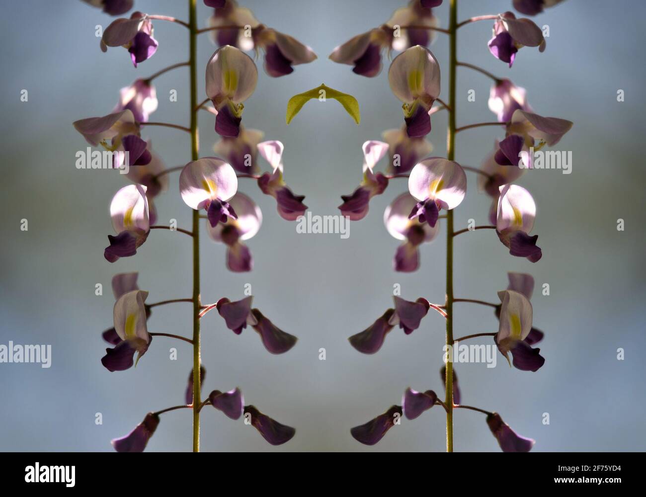 Wisteria floribunda (Japanese wisteria) a native, woody, twining ...