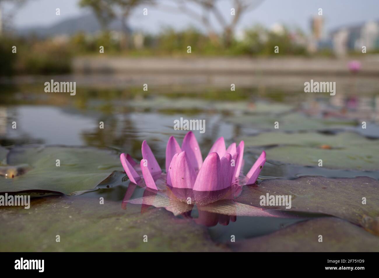 Lotus flower on the river in the park Stock Photo - Alamy