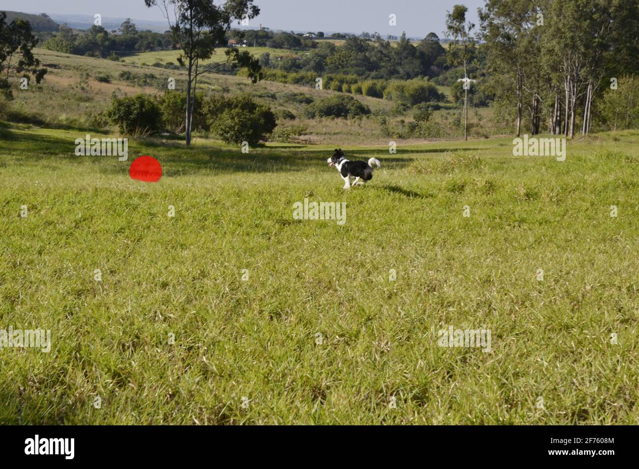 Red Collie High Resolution Stock Photography and Images - Alamy