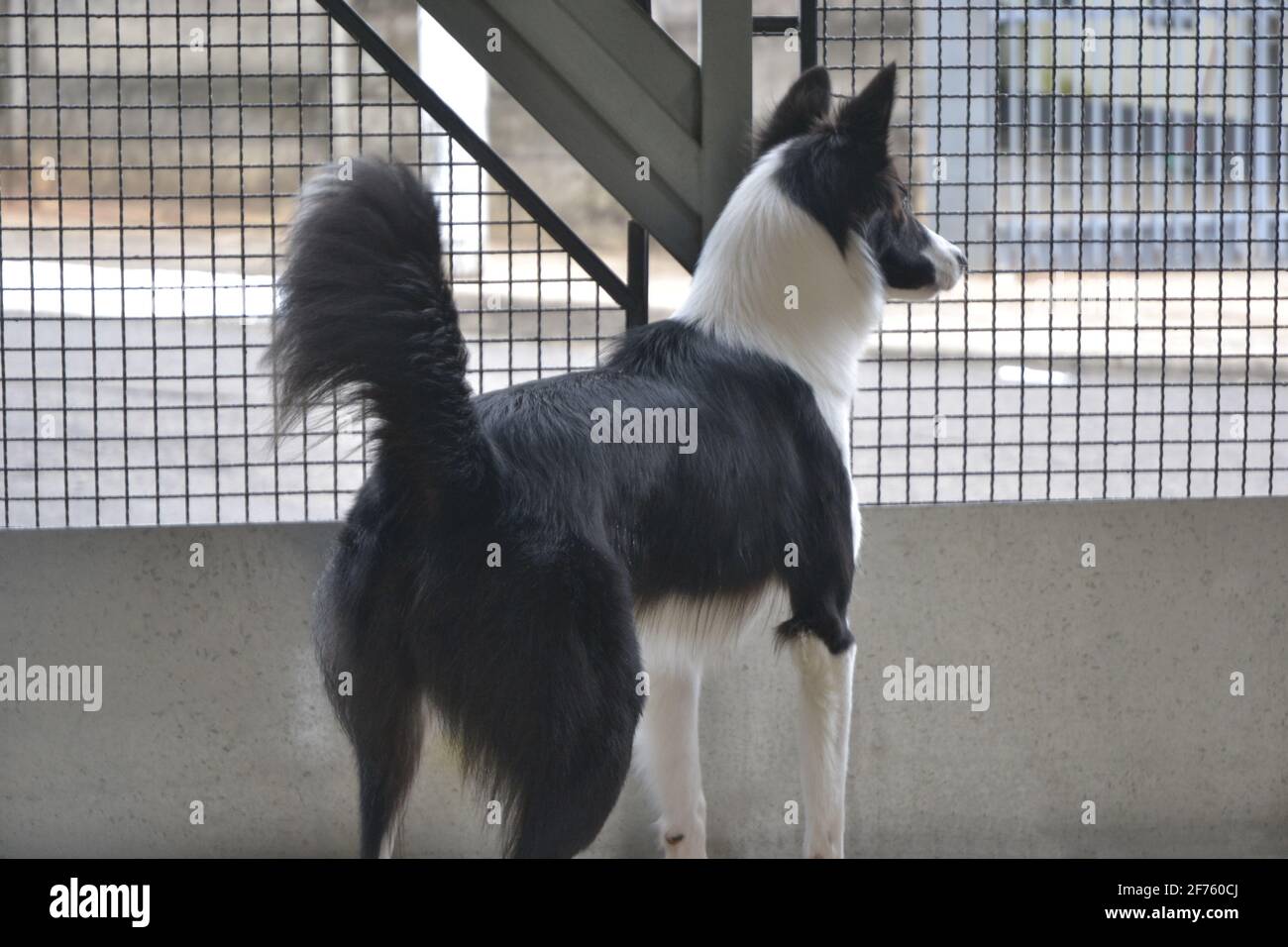 Cute iron gate hi-res stock photography and images - Alamy