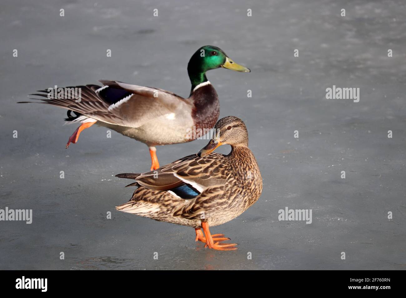 Couple of mallard ducks standing on ice of spring lake. Male duck ...