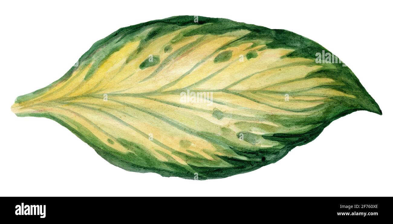 Hand drawn watercolor illustration leaf of hosta isolated on white ...