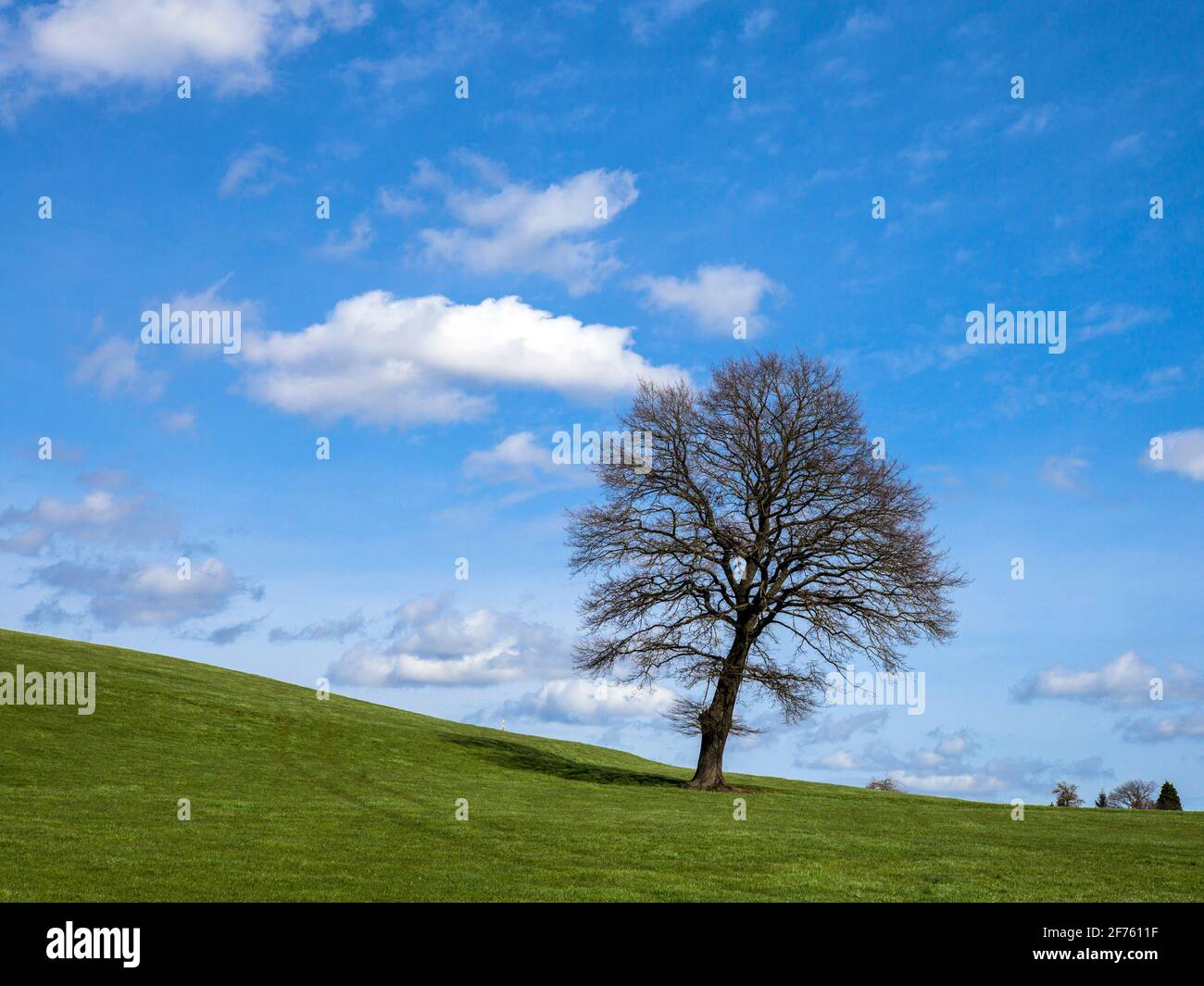 Pastry tree hi-res stock photography and images - Alamy