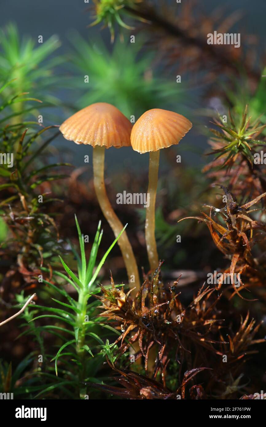 Galerina atkinsoniana, a bell mushroom from Finland with no common ...
