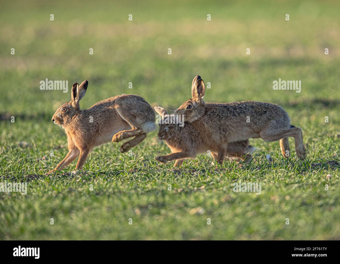 Brown hare chase hi-res stock photography and images - Alamy