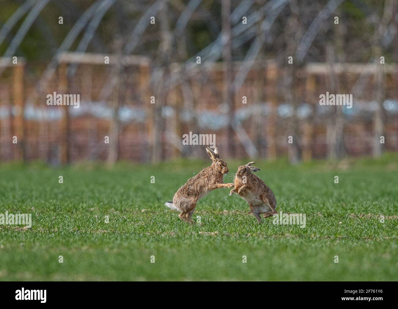 Boxing hares hi-res stock photography and images - Alamy