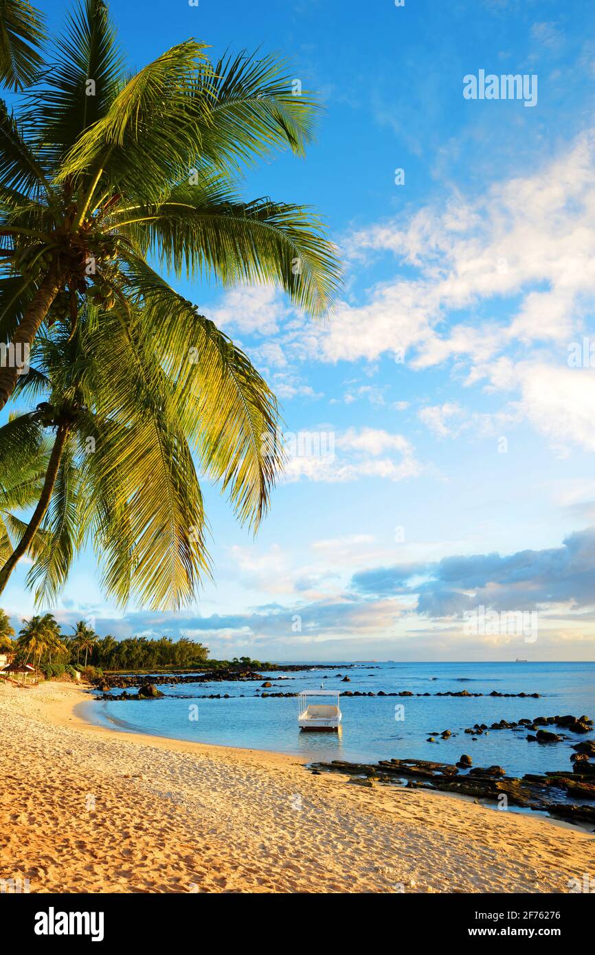 Coconut palm tree on sandy beach. Tropical coast of Mauritius island at ...