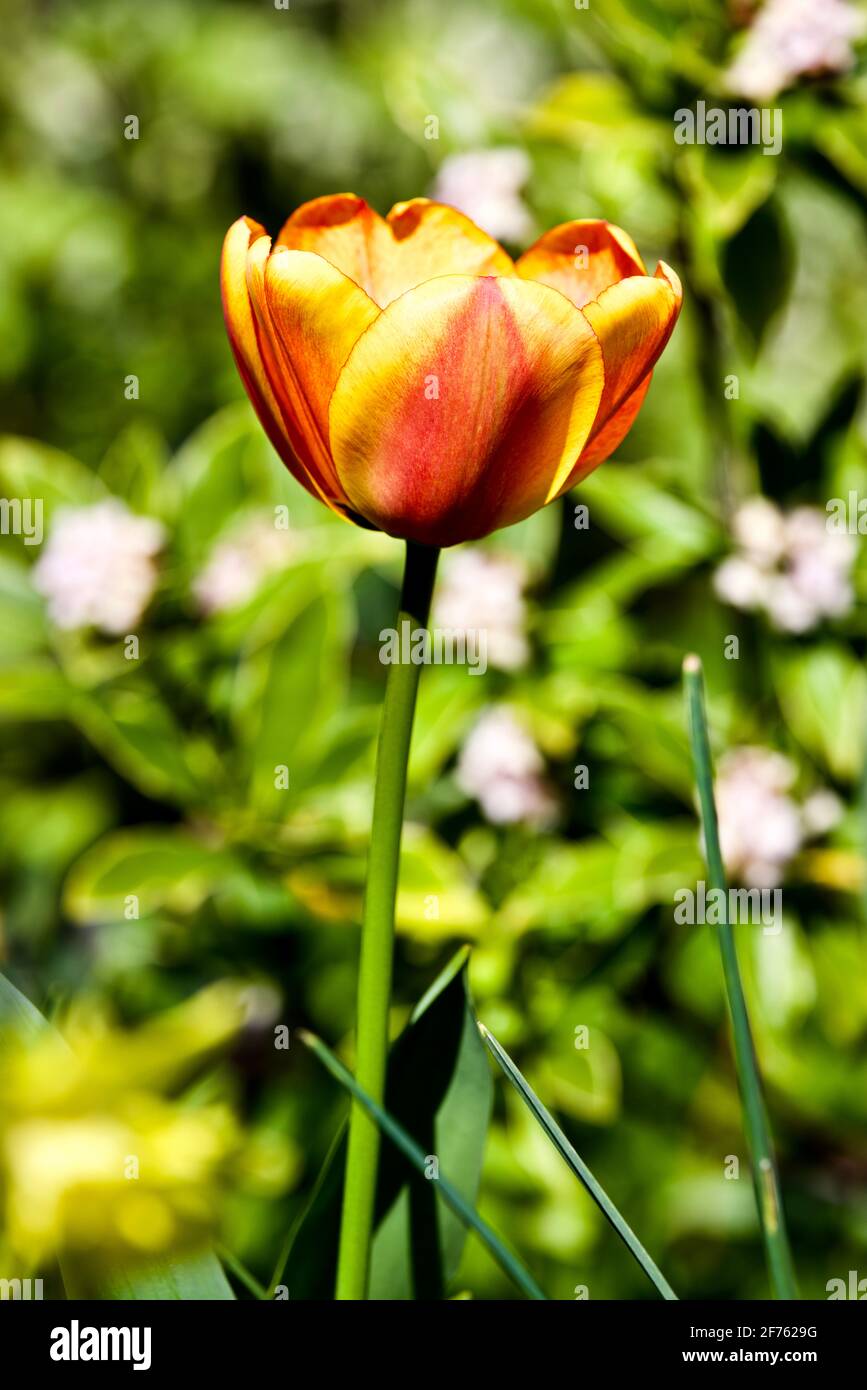 Perennial plant april orange hi-res stock photography and images - Alamy
