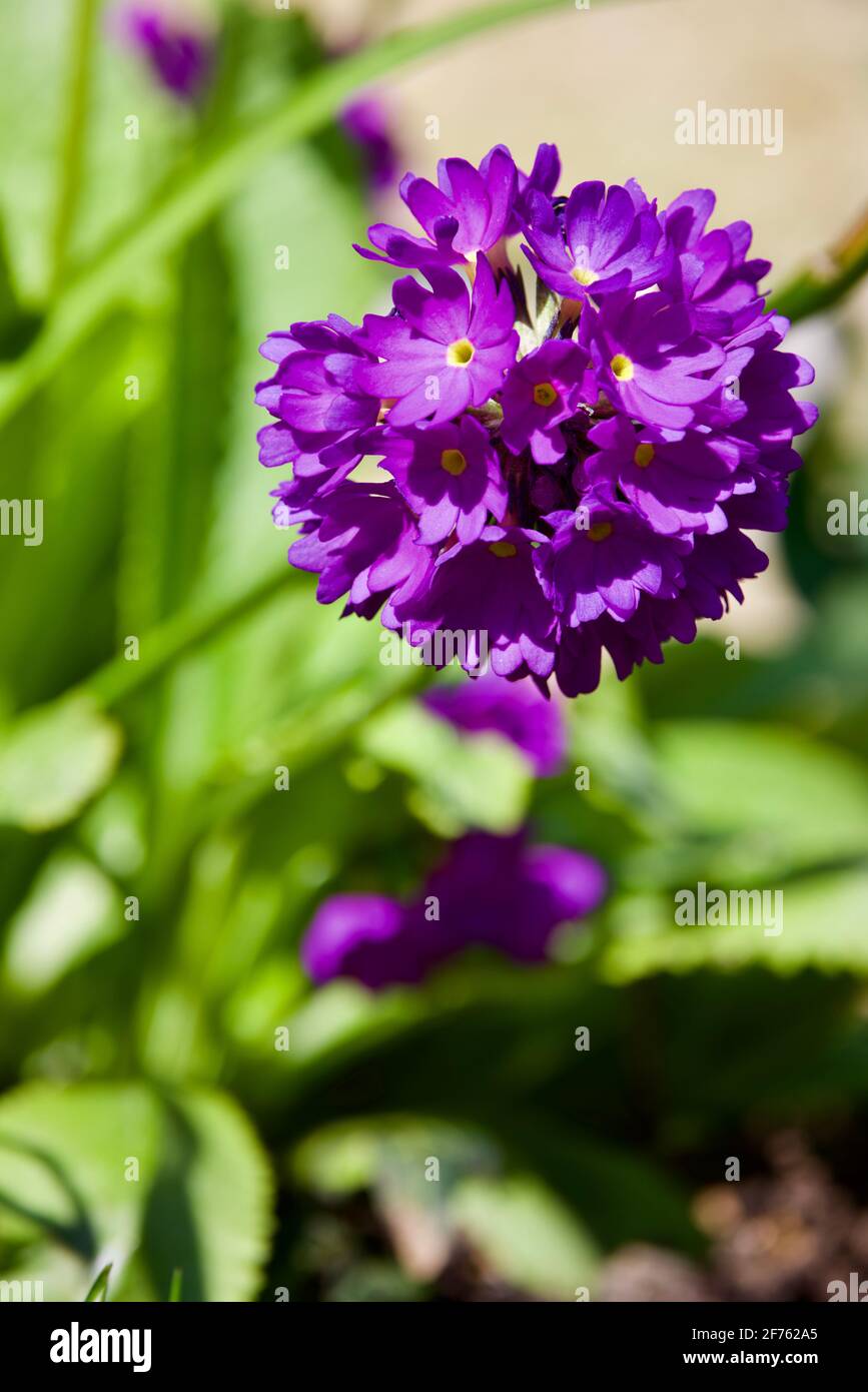 Primula denticulata Lilac Stock Photo - Alamy