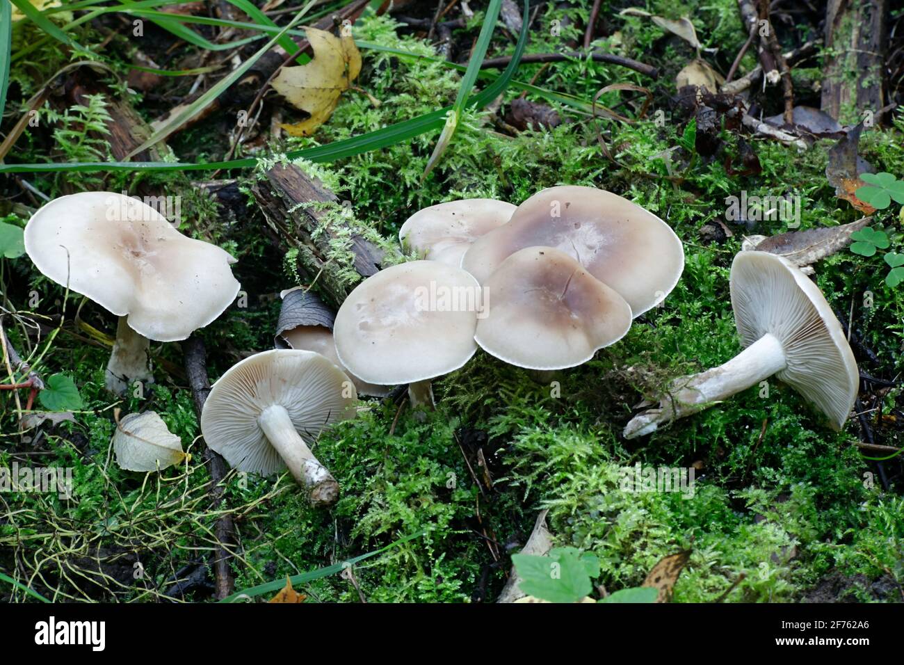 Lepista irina (also Clitocybe irina), known as the flowery blewit, wild ...