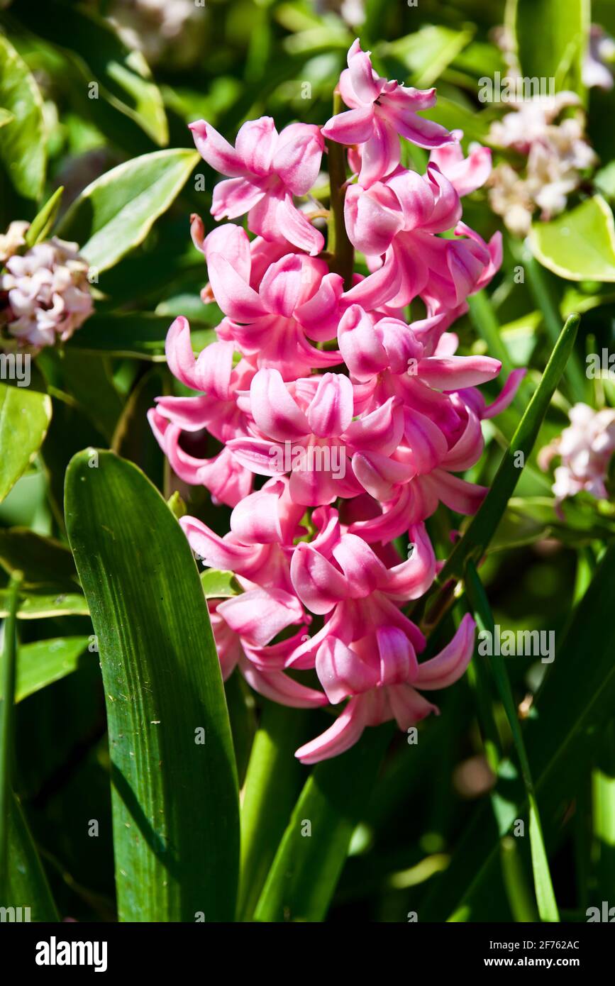 Bell shaped pink blooms hi-res stock photography and images - Alamy