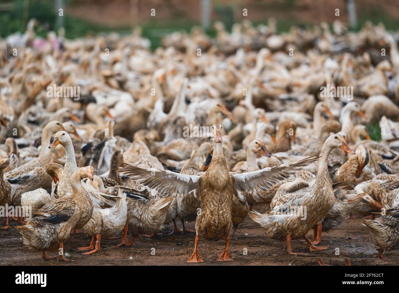 A lot of ducks at Open farm in vietnam, leader of ducks Spread wings ...