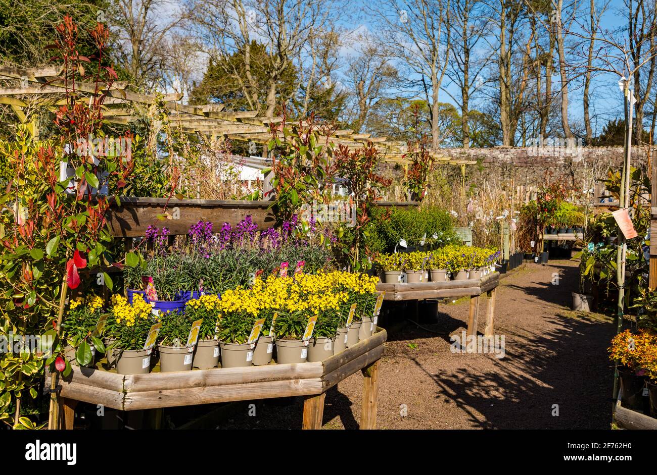 Nursery plants hi-res stock photography and images - Alamy