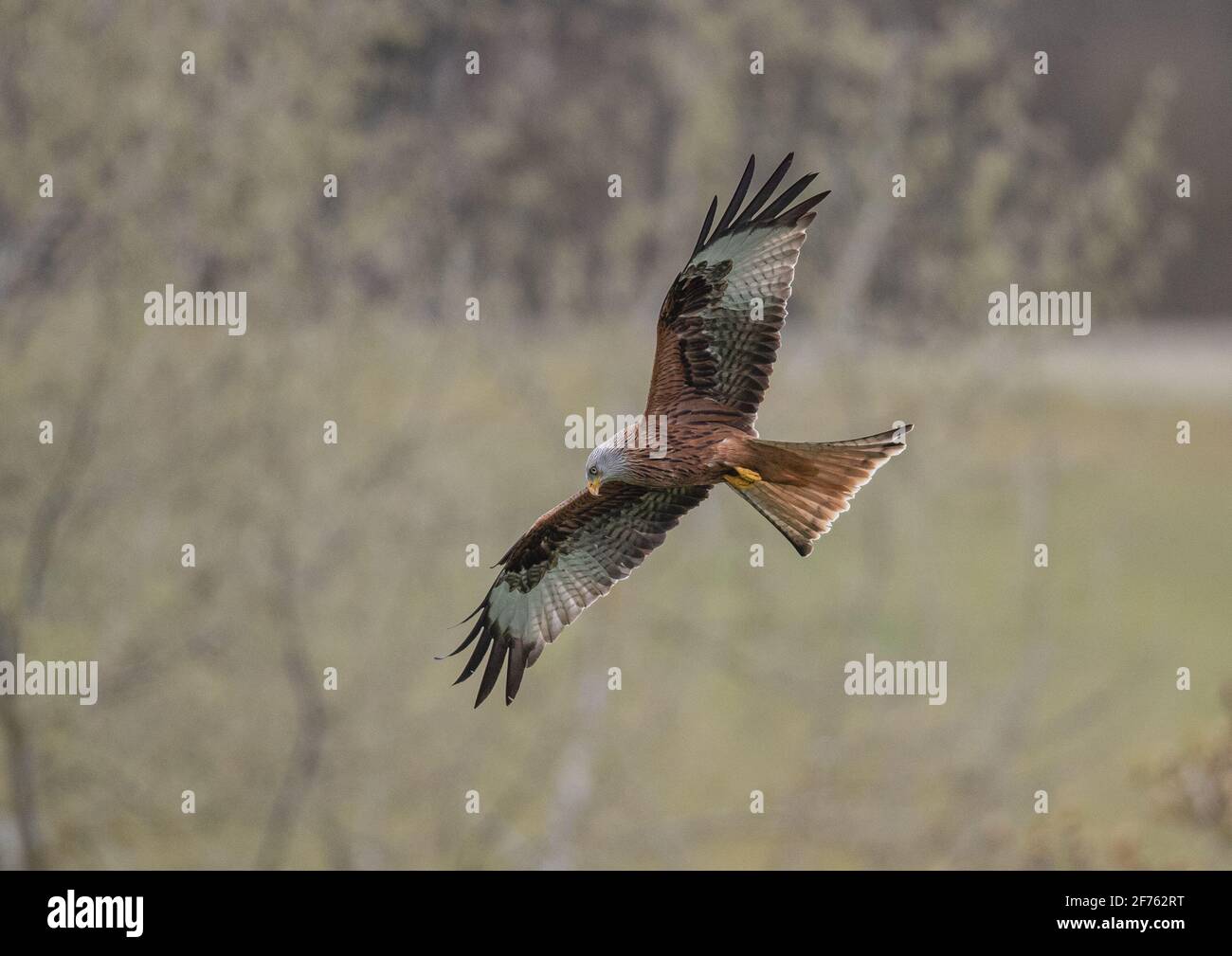 Close up of a Red Kite (Milvus milvus) flying over farmland and ...