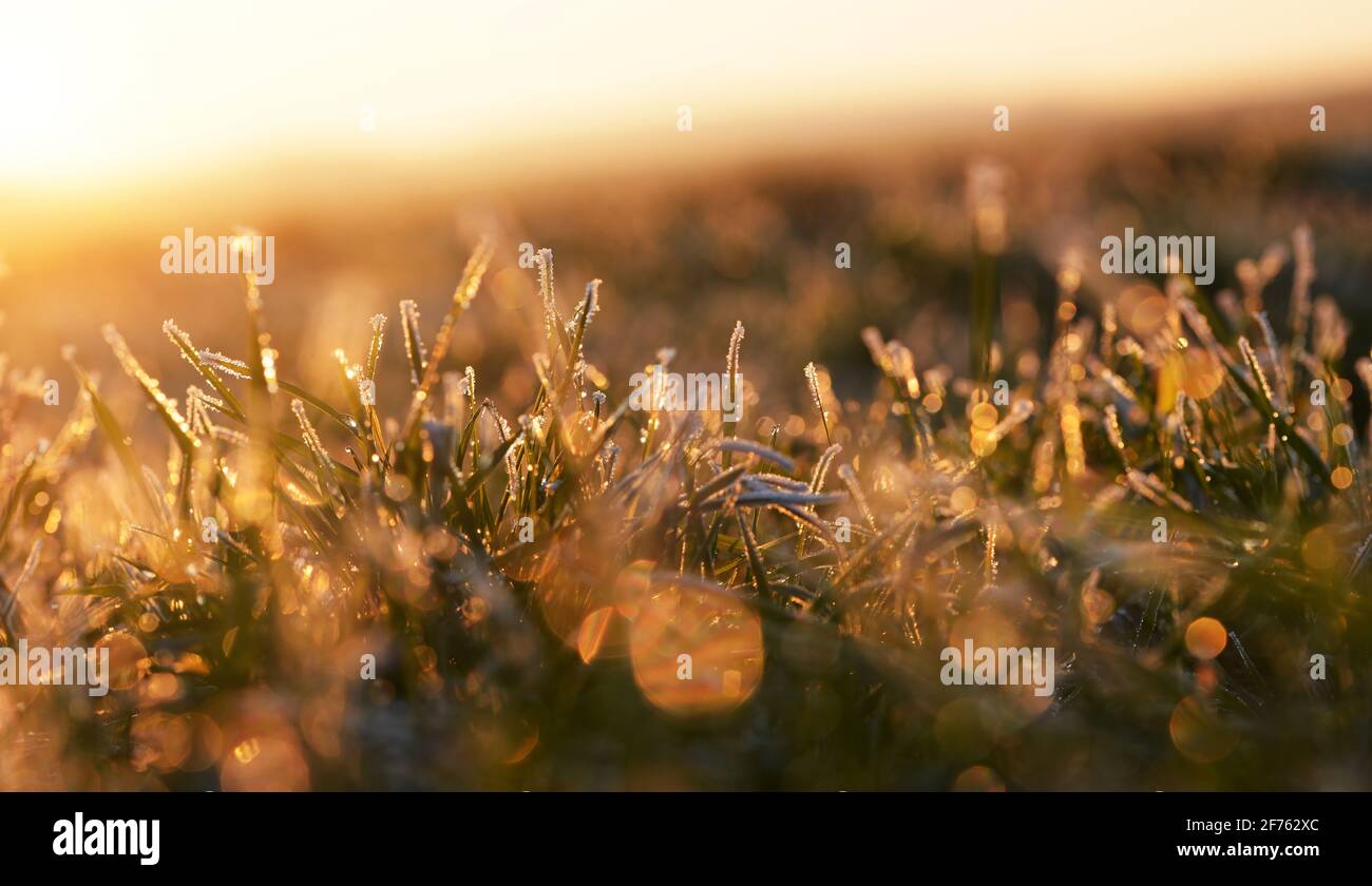 Frozen grass close up at sunset. Nature background Stock Photo - Alamy