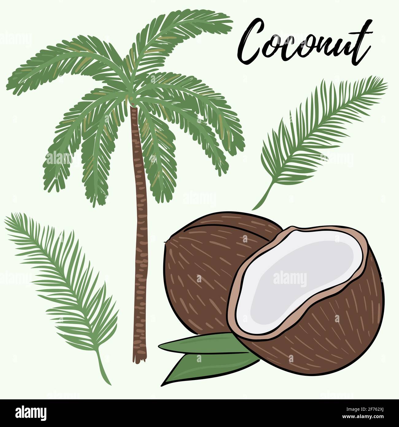 Broken Coconut Drawing