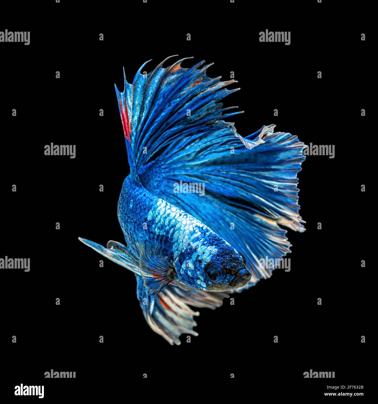 Movement beautiful of colorful siamese betta fish or half moon betta ...