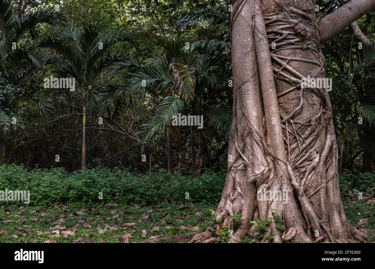 Tree roots branched together natural forest background. Many roots is ...