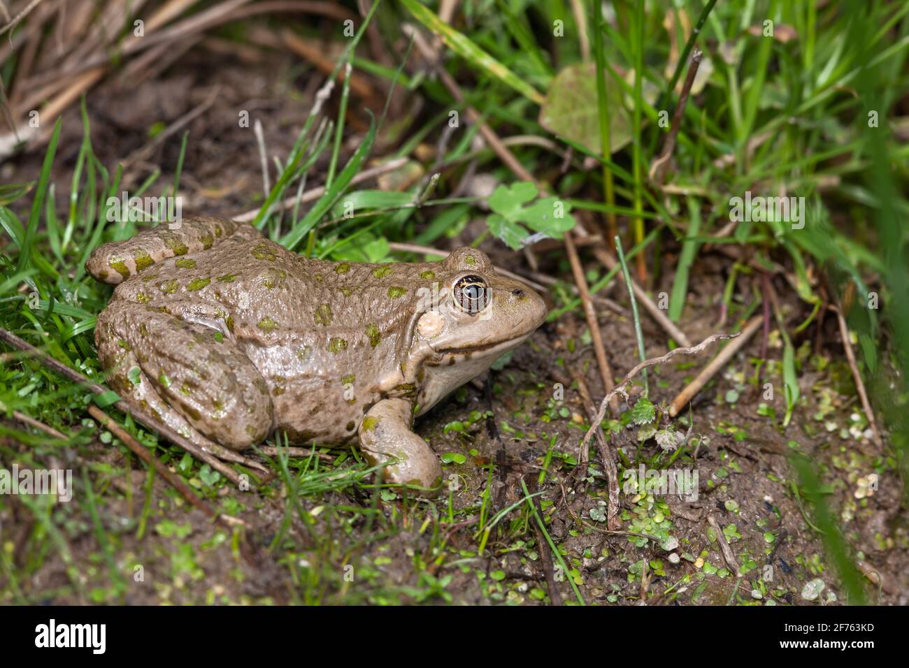 Marsh frog (Pelophylax ridibundus), captive, UK Stock Photo - Alamy