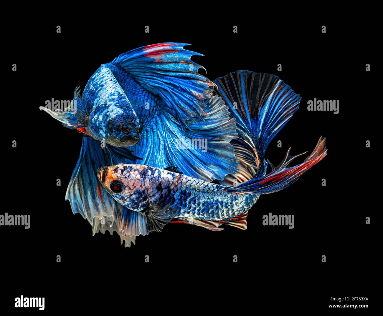 Moving beautiful of multicolor siamese betta fish or half moon betta ...