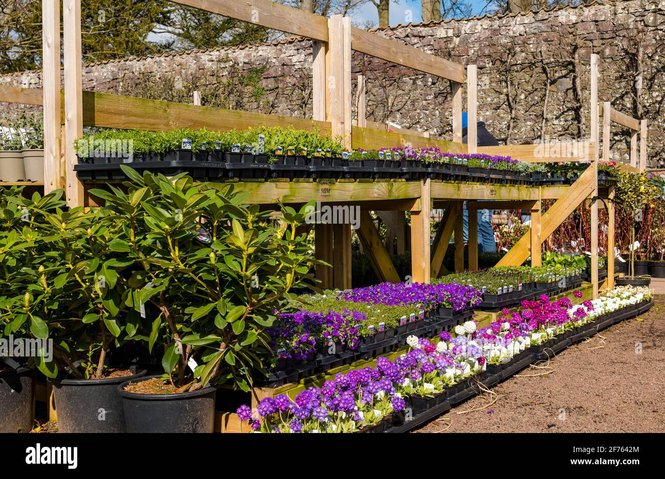 Sunshine plants hi-res stock photography and images - Alamy