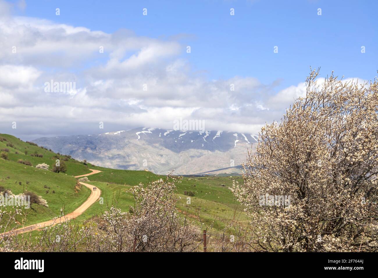 Israel national flower hi-res stock photography and images - Alamy