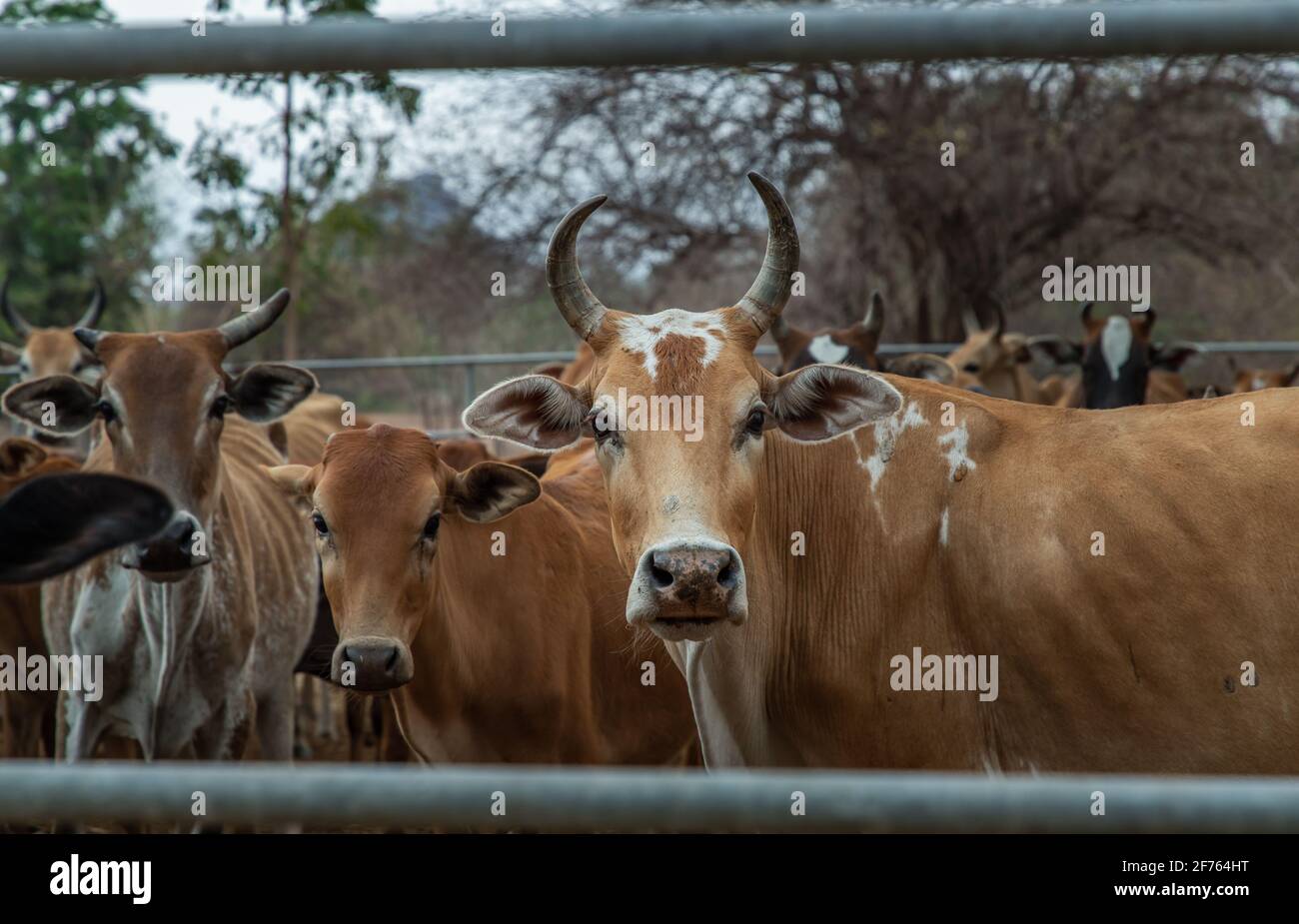 Brown horned cows of native species in the cattlepen at farm. Cows farm ...
