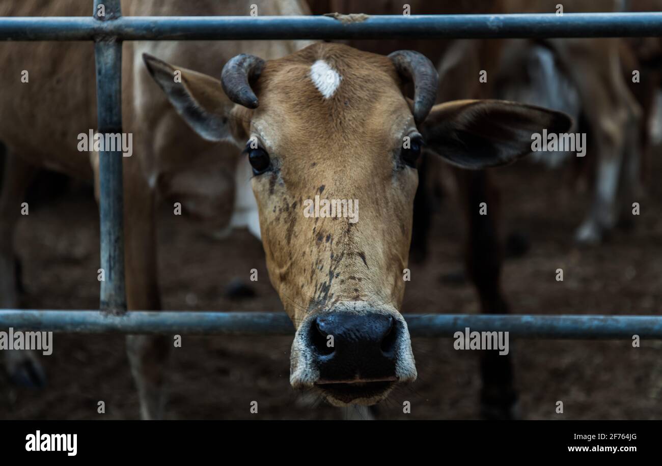 Close up of Brown horned cow of native species in the cattlepen at farm ...