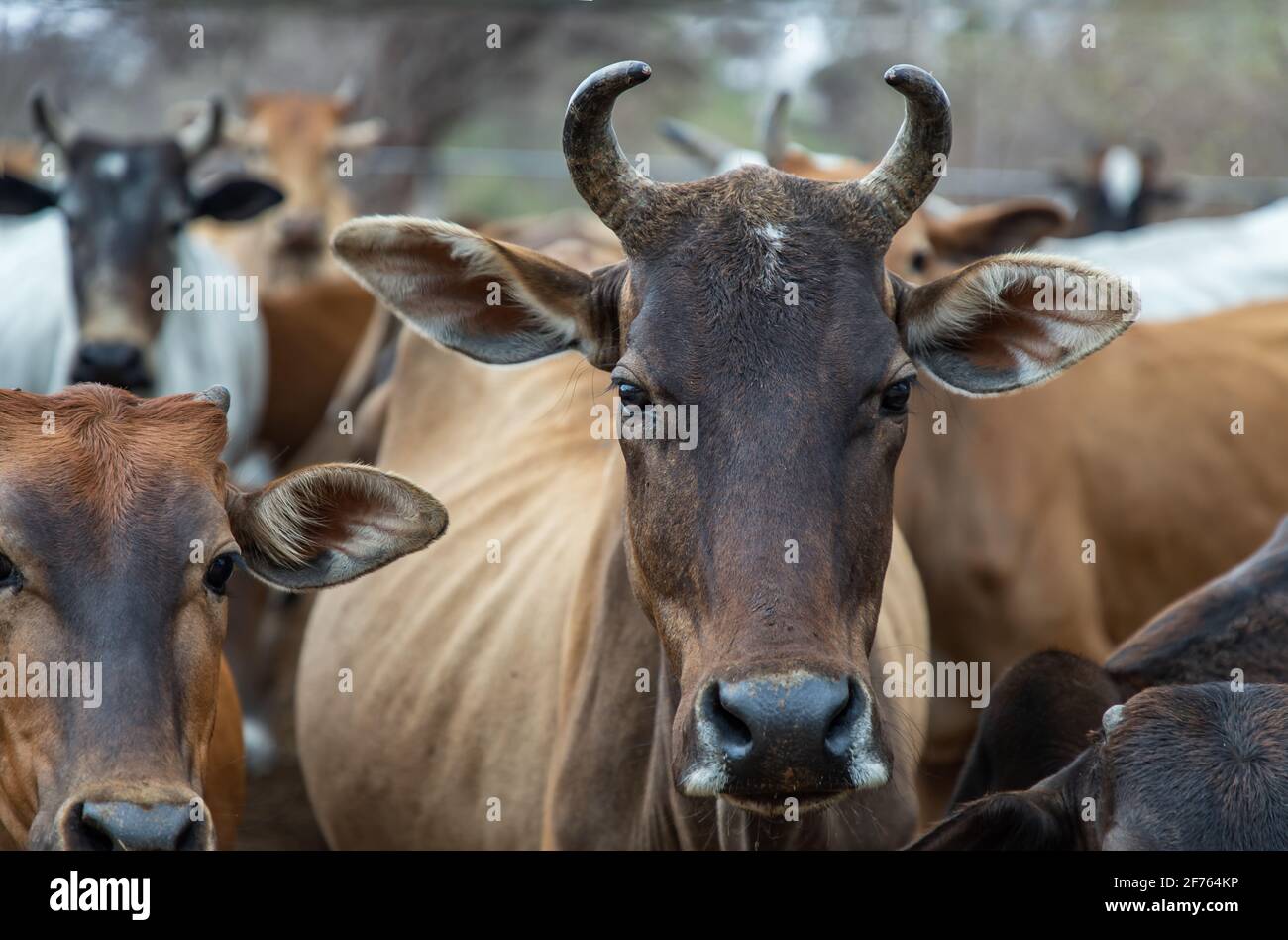 Brown horned cows of native species in the cattlepen at farm. Cows farm ...