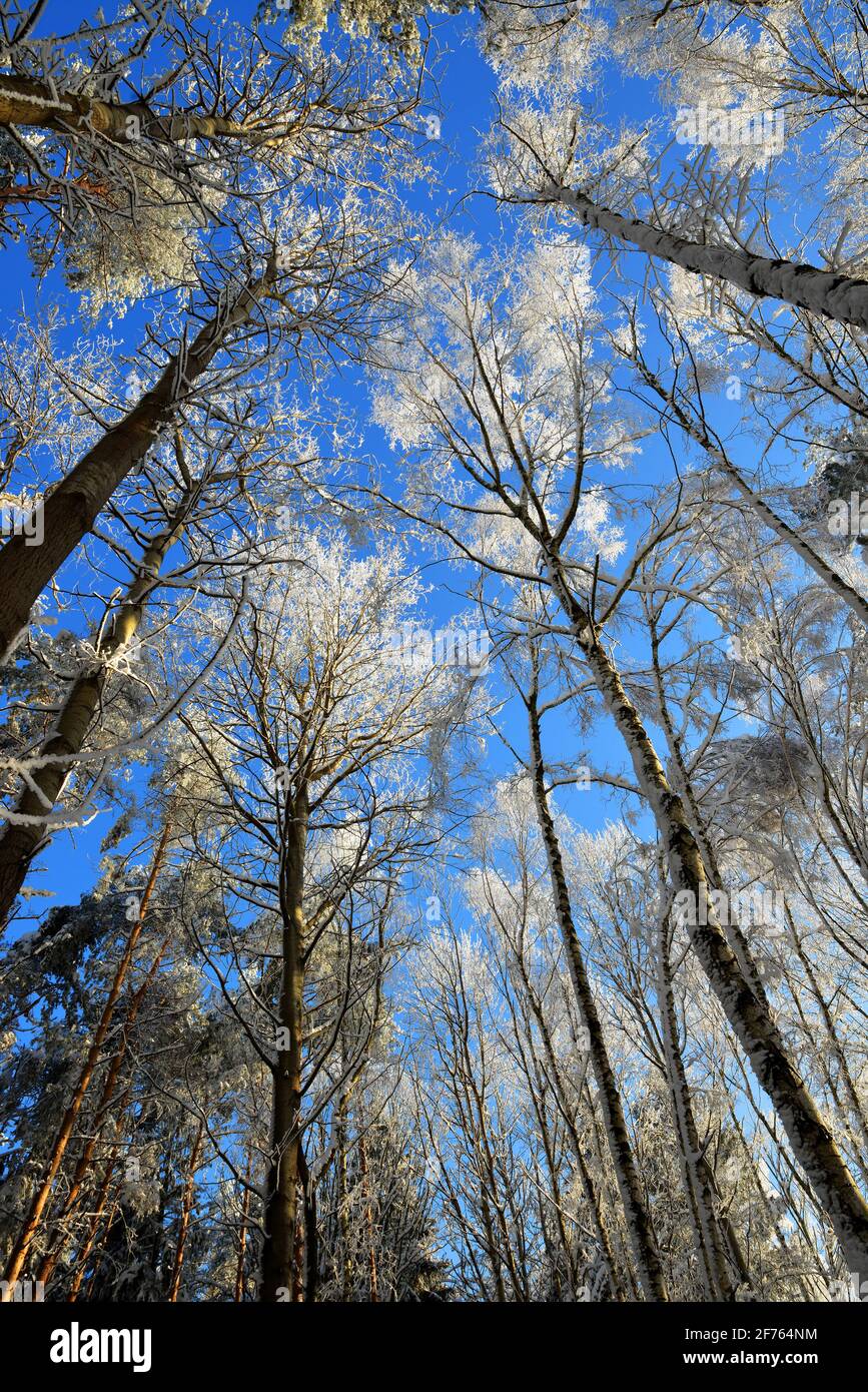 Winter forest frost blue sky trees hi-res stock photography and images ...