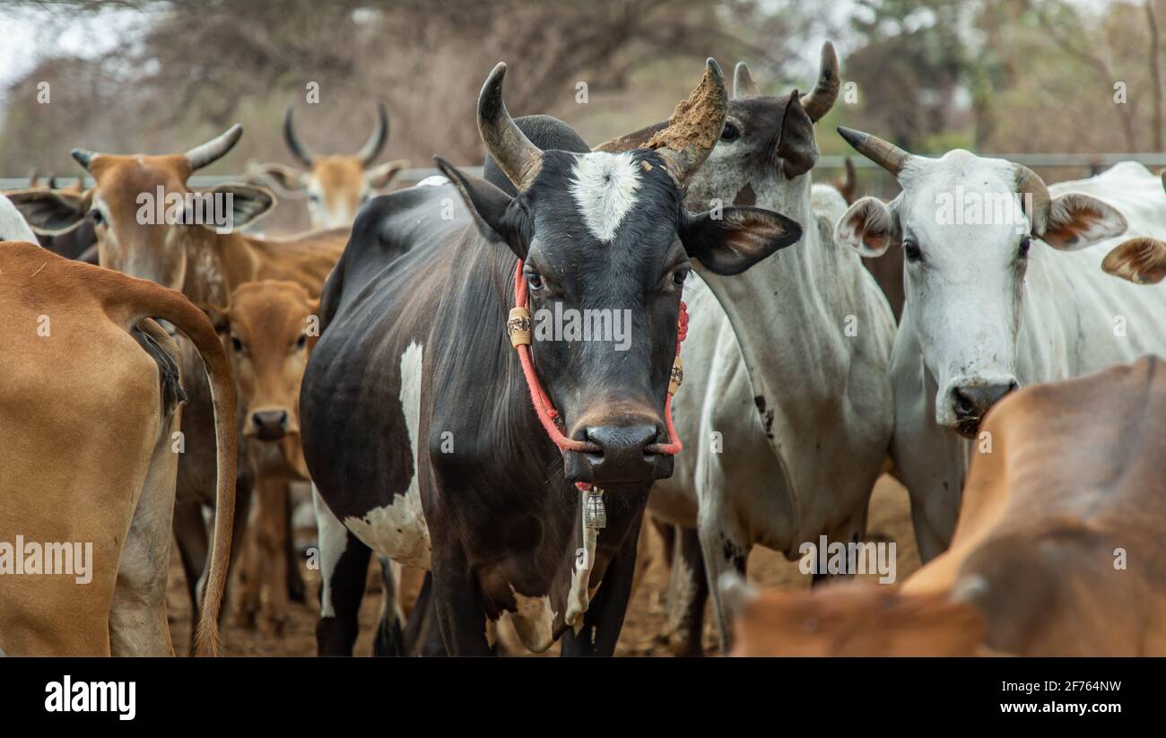 Black horned cow of native species with other cattle in the background ...