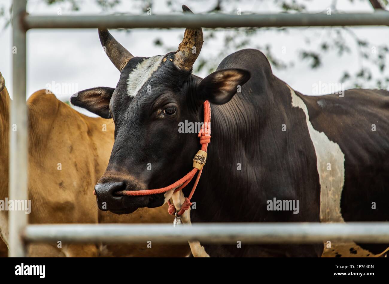 Black horned cow of native species with other cattle in the background ...