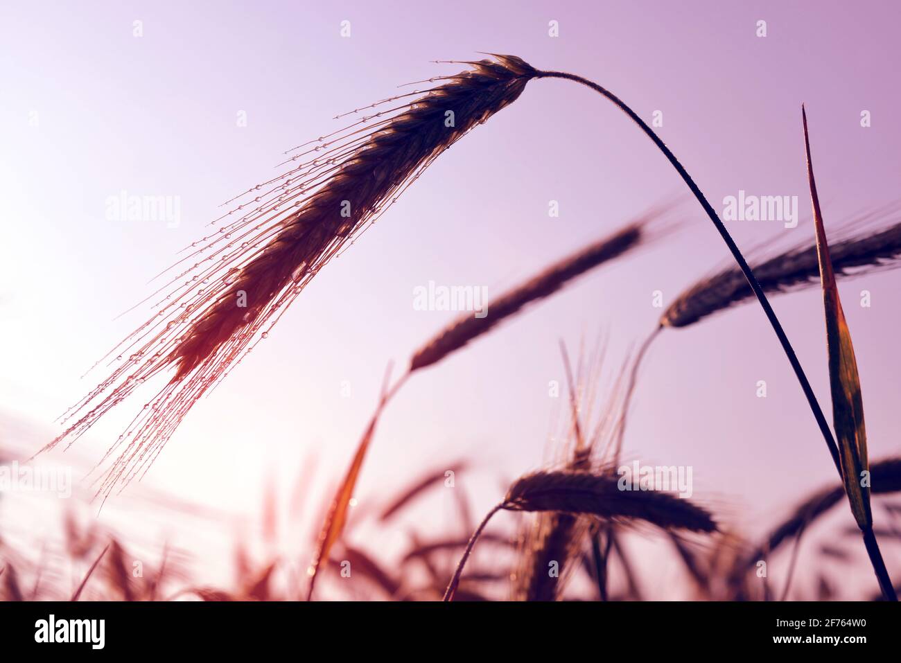Water drops on ear of barley at sunrise. Nature background Stock Photo ...