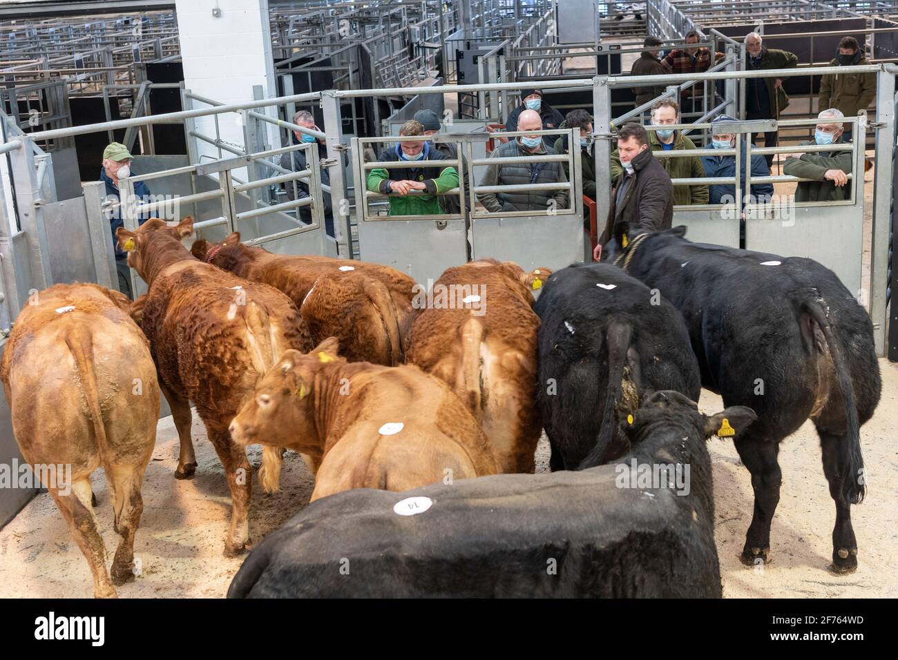 Beef cattle being sold through sale ring at a livestock auction market ...