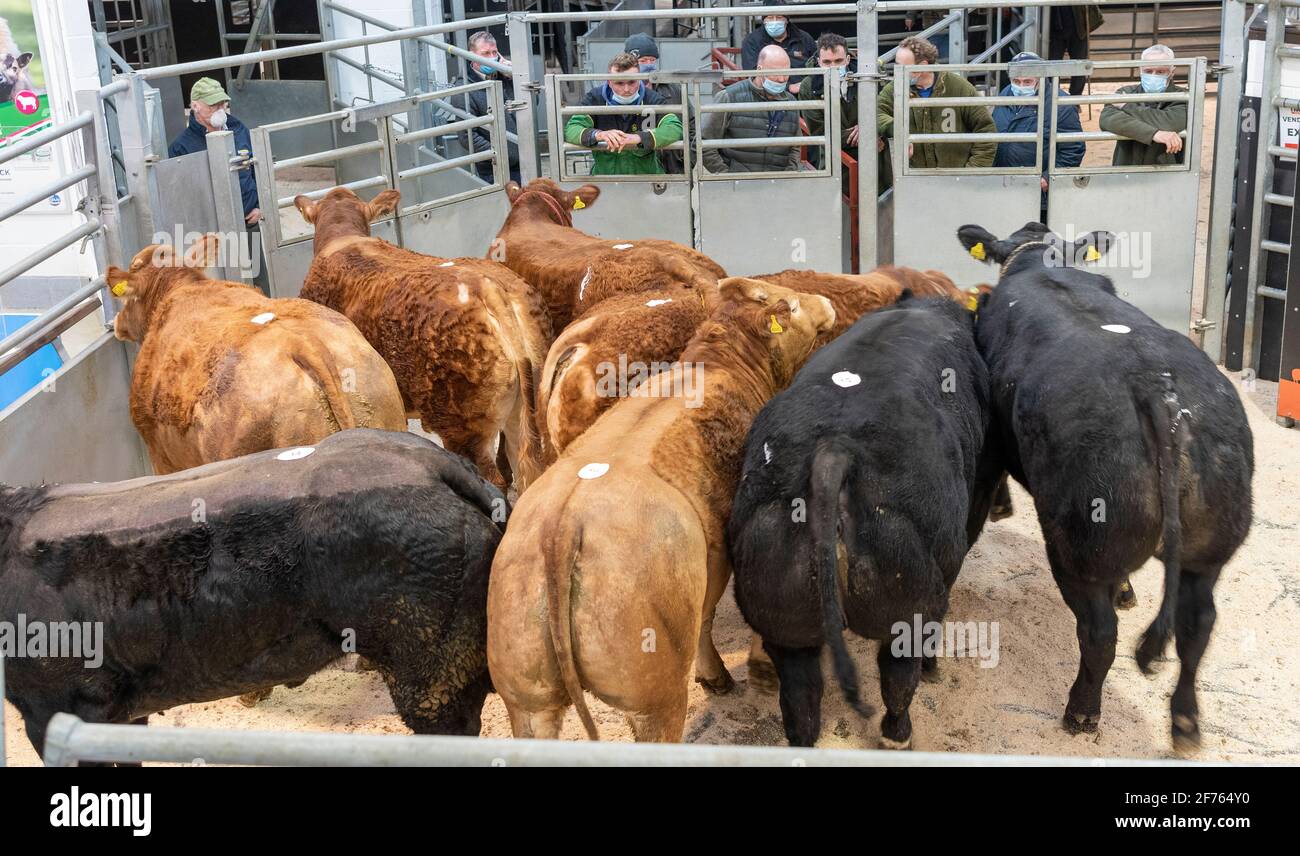 Livestock auction market hi-res stock photography and images - Alamy