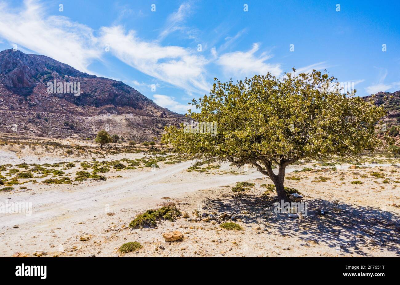 Landscape near Nisyros Volcano and the Stefanos crater. Single green ...